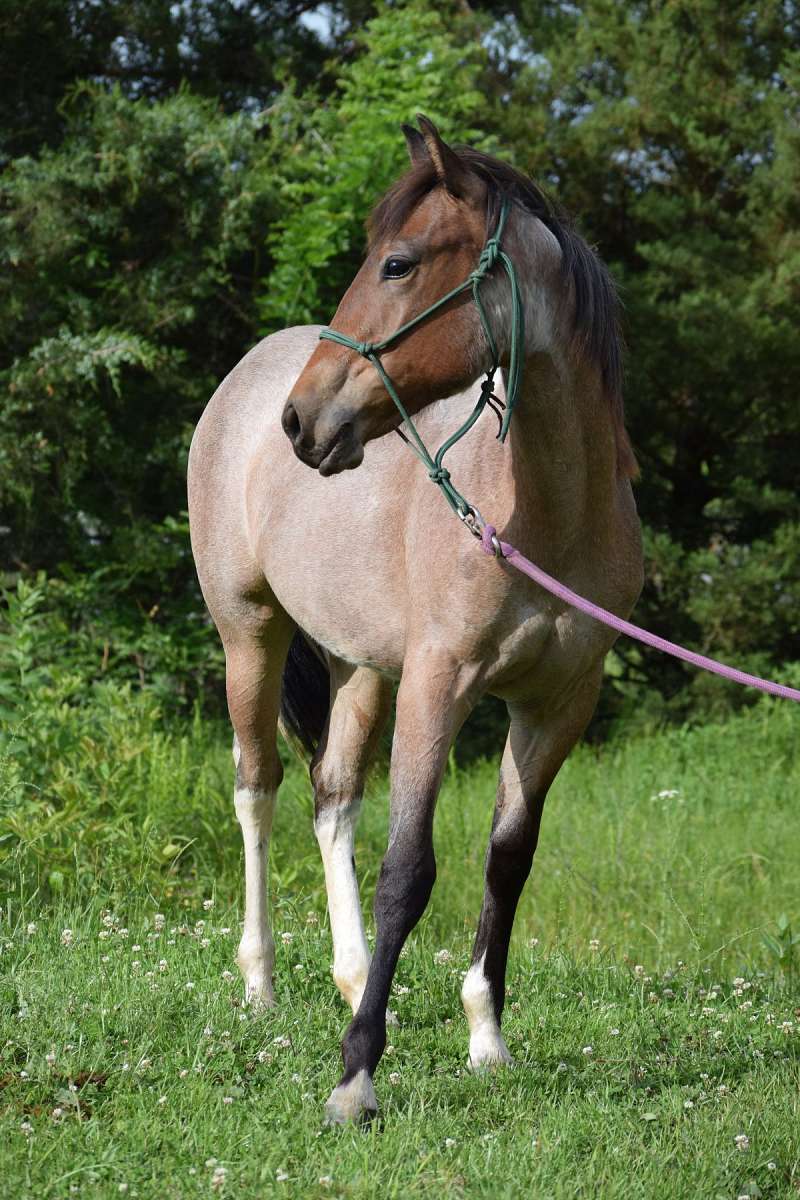 Stunning Bay Roan Paint Filly - Quiet As They Come.