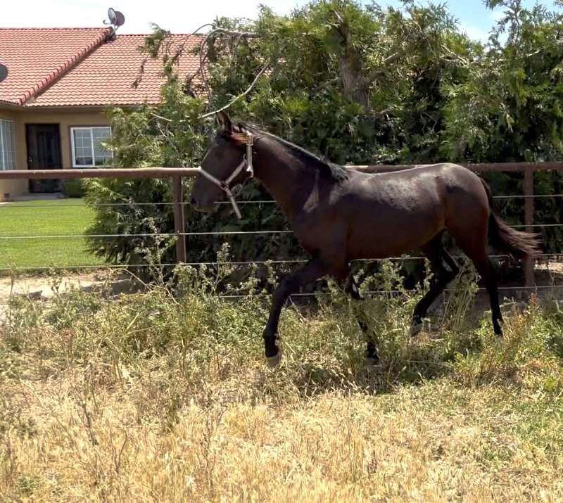Valentina