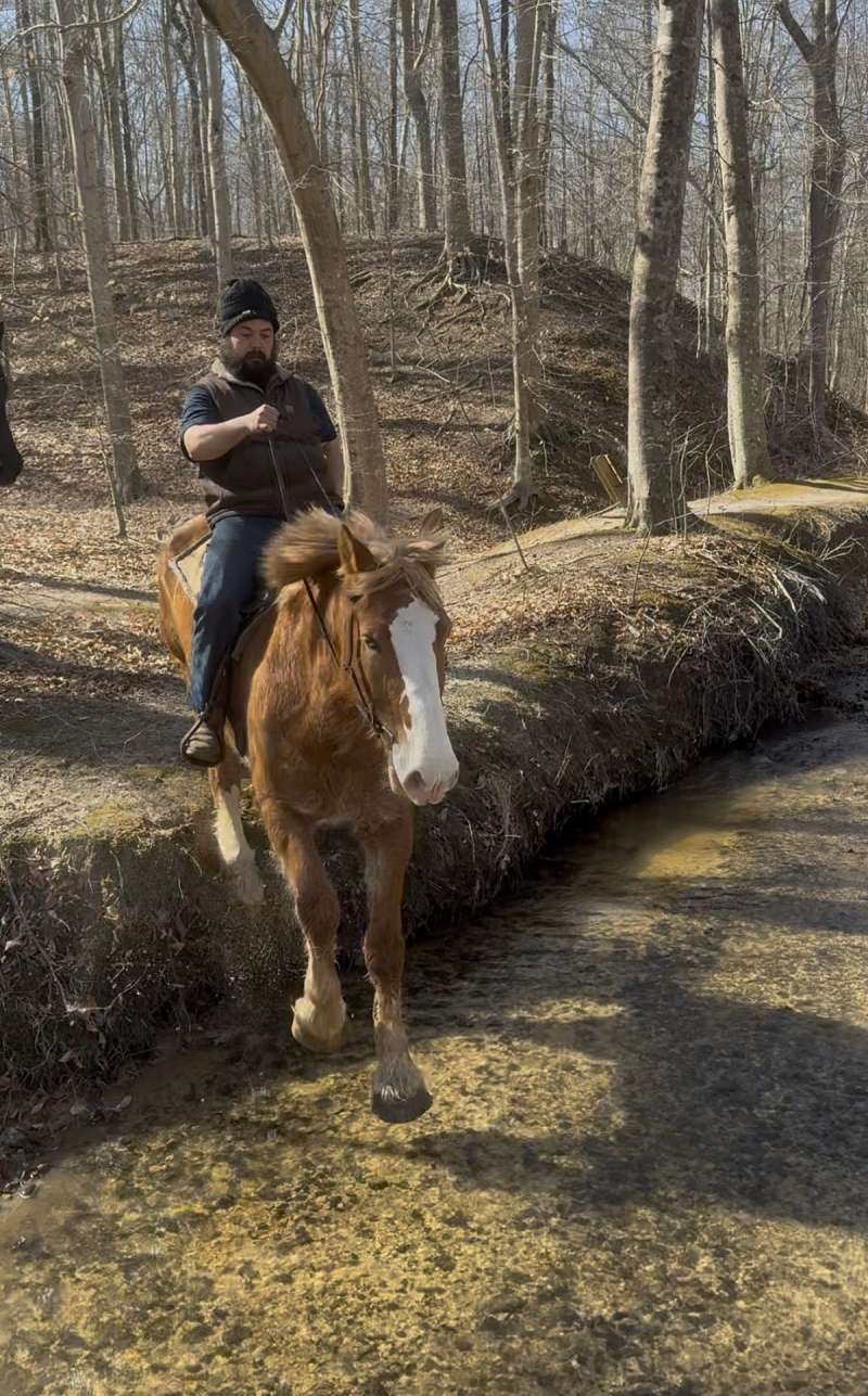 Gorgeous Belgian Mare