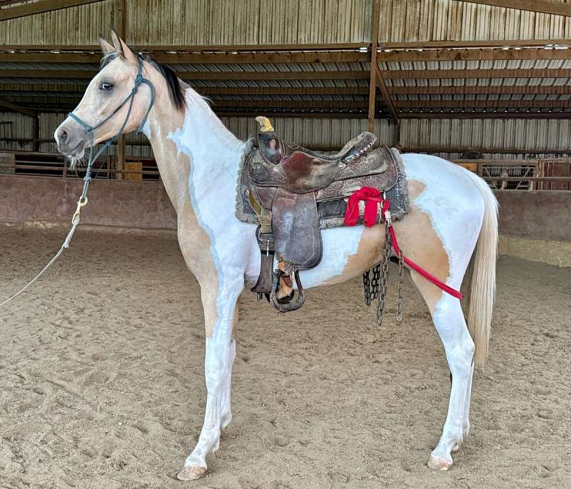 Retirement Sale Registered Pinto Buckskin Filly