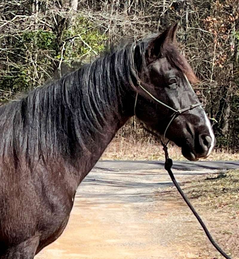 Gorgeous Black Walking Horse