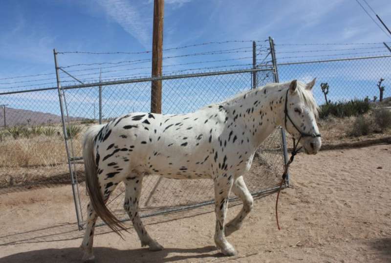Knabstrupper Appaloosa Leopard Stallion