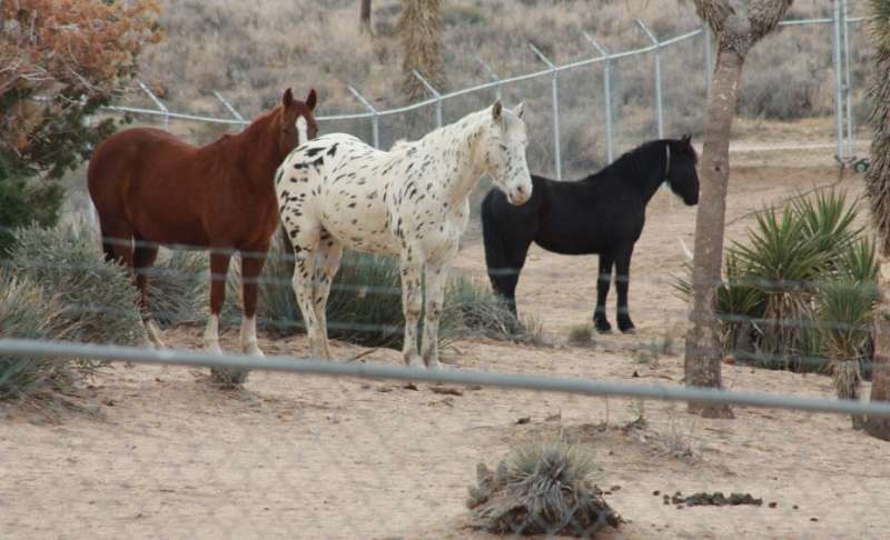 Knabstrupper Appaloosa Leopard Stallion