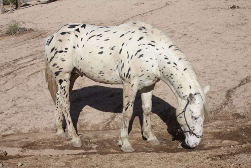 Knabstrupper Appaloosa Leopard Stallion