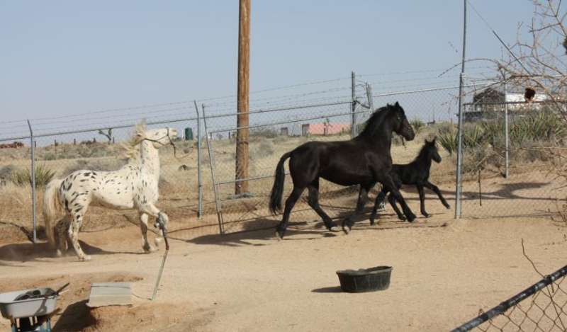 Knabstrupper Appaloosa Leopard Stallion
