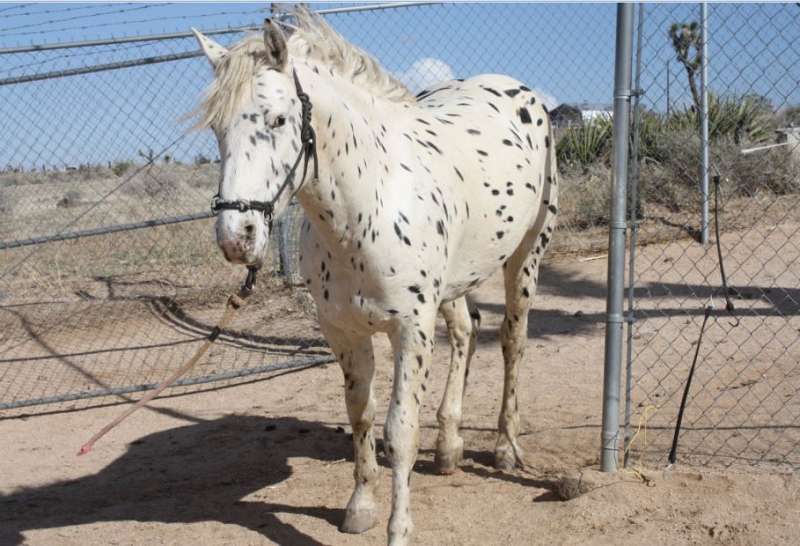 Knabstrupper Appaloosa Leopard Stallion
