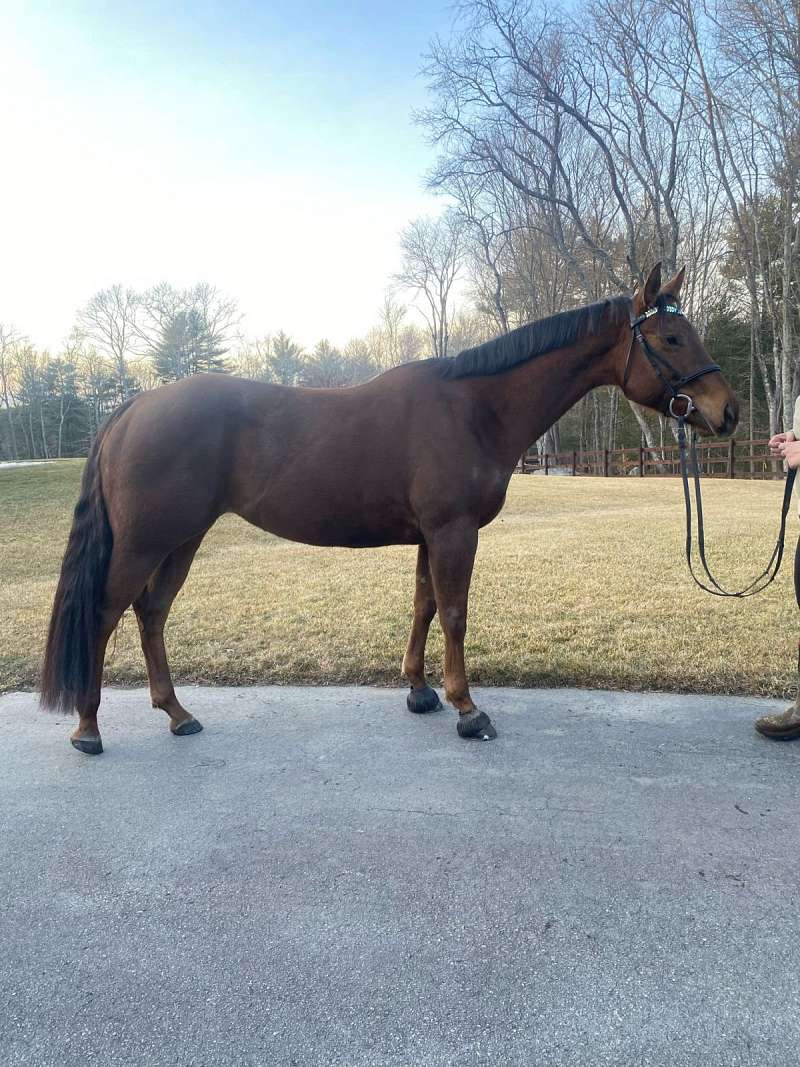 Stunning English & Western Dressage Horse