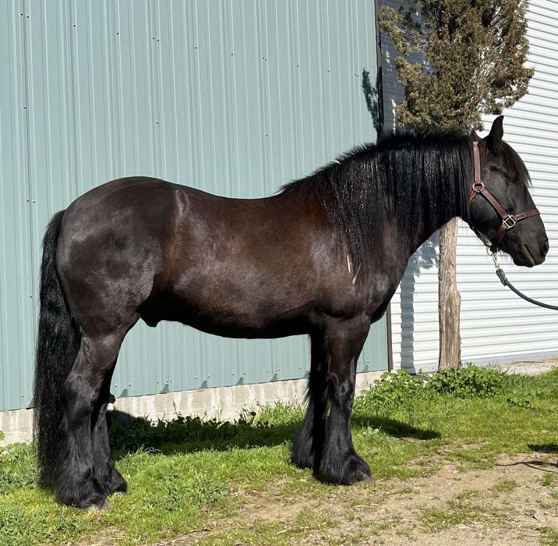 Fancy Fell Pony- Outstanding Gelding!