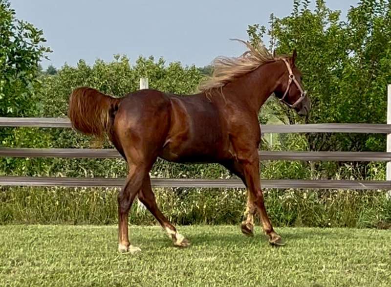 Arabian-Trakehner Dressage/Eventing Prospect