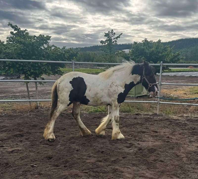 Gypsy Vanner Colt Stunning!