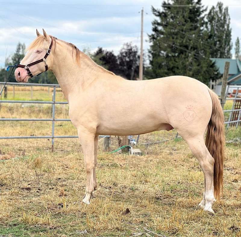 Perlino Andalusian Stallion ANCCE Inscribed Seattle Washington