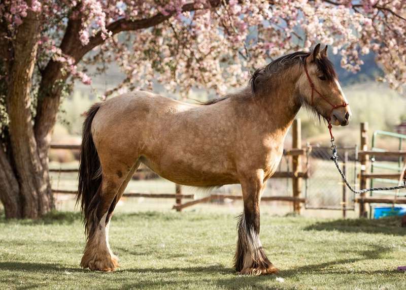 Satine Buckskin Gypsy Fiily