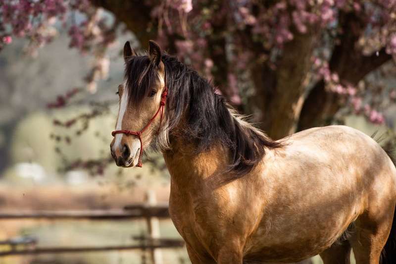 Satine Buckskin Gypsy Fiily