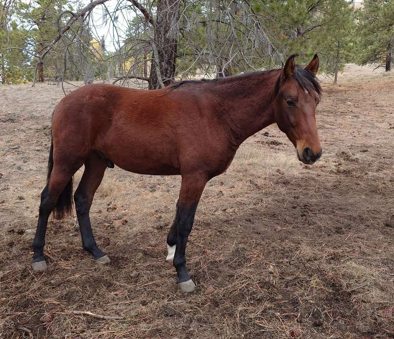 Scr Twister - Registered Kentucky Mountain Bay Colt Available