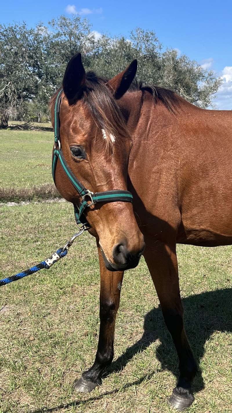 Holsteiner Verband Approved Proven TB Broodmare - Beach Dreaming