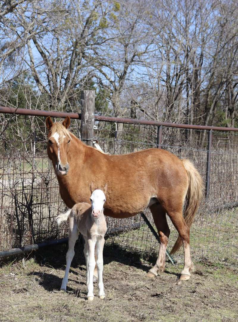 Chestnut Splash 7/8 Welsh Pony Filly
