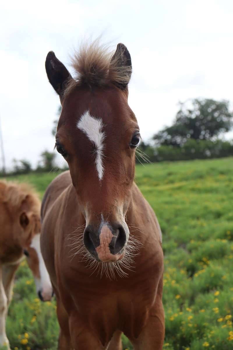Stunning Bay 1/2 Welsh Filly
