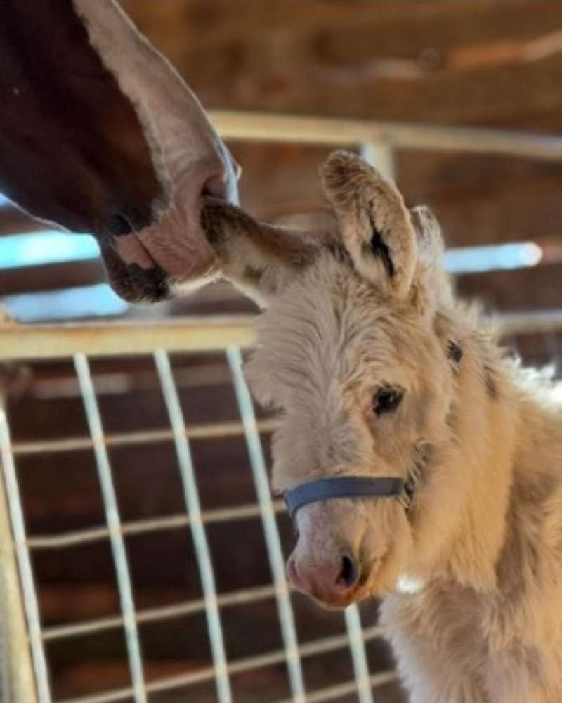 Fluff - Adorable Mini Donkey!