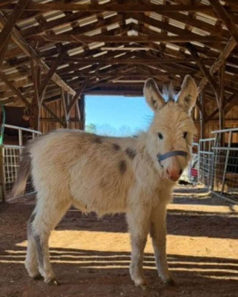 Fluff - Adorable Mini Donkey!