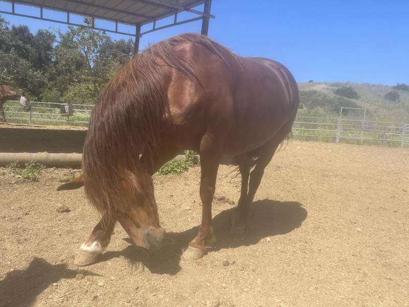 Laney - Beginner Safe