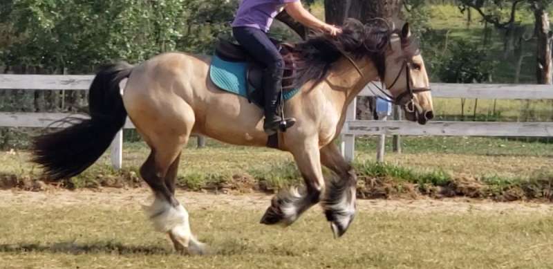 Buckskin Imported Irish Cob Gelding