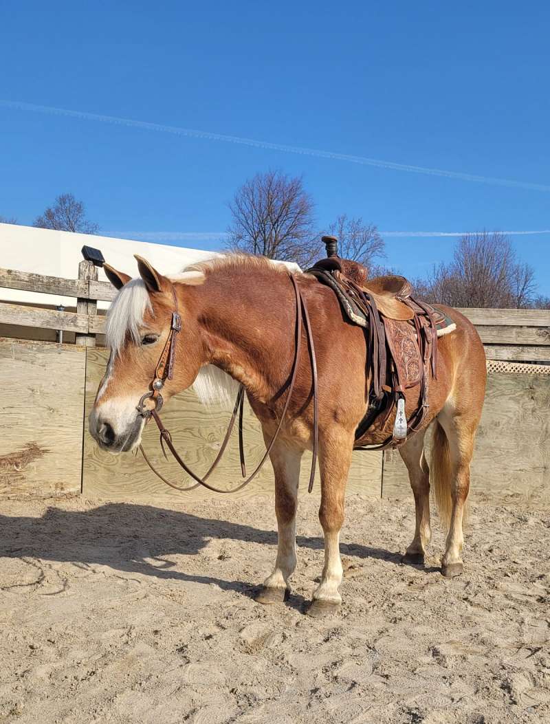 Sweet, Safe Registered Mare