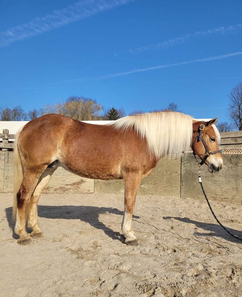 Sweet, Safe Registered Mare