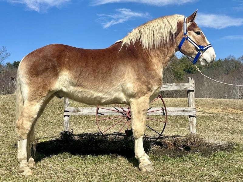Chief - Blonde Belgian Gelding