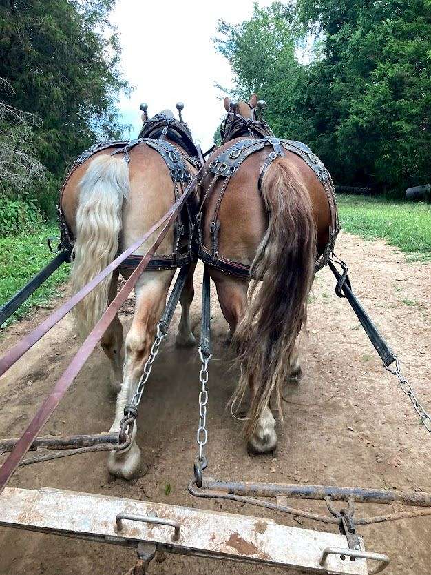 Chief - Blonde Belgian Gelding