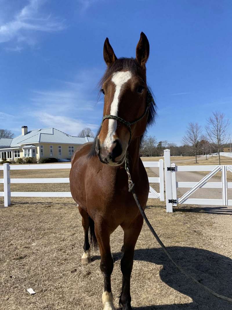 Hugo Belgian/Standardbred Cross