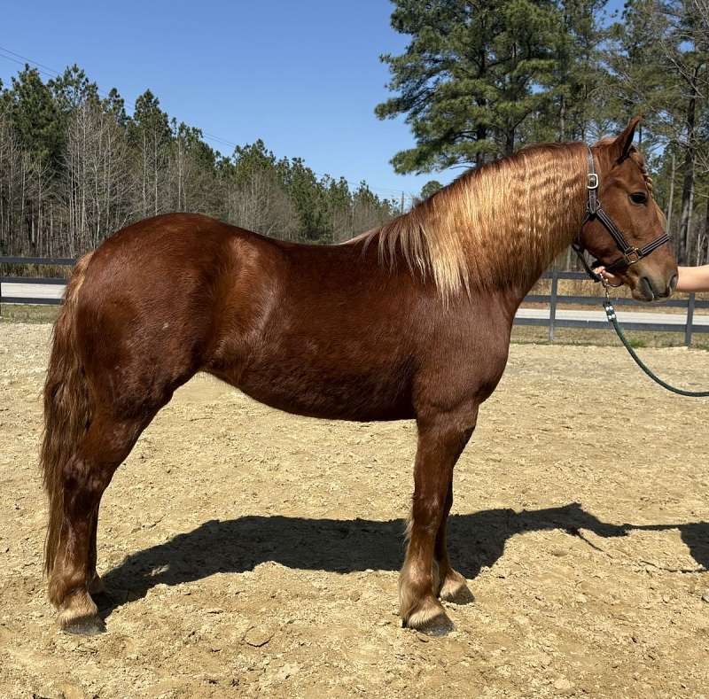 Morgan Cross Mare