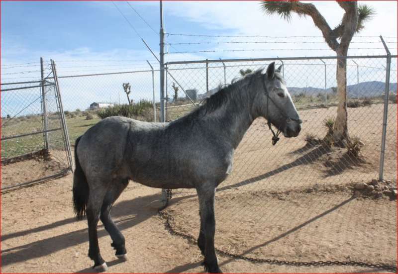 Enoch..Appaloosa .Friesian Sport Horse Colt