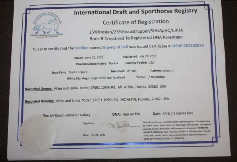 Enoch..Appaloosa .Friesian Sport Horse Colt