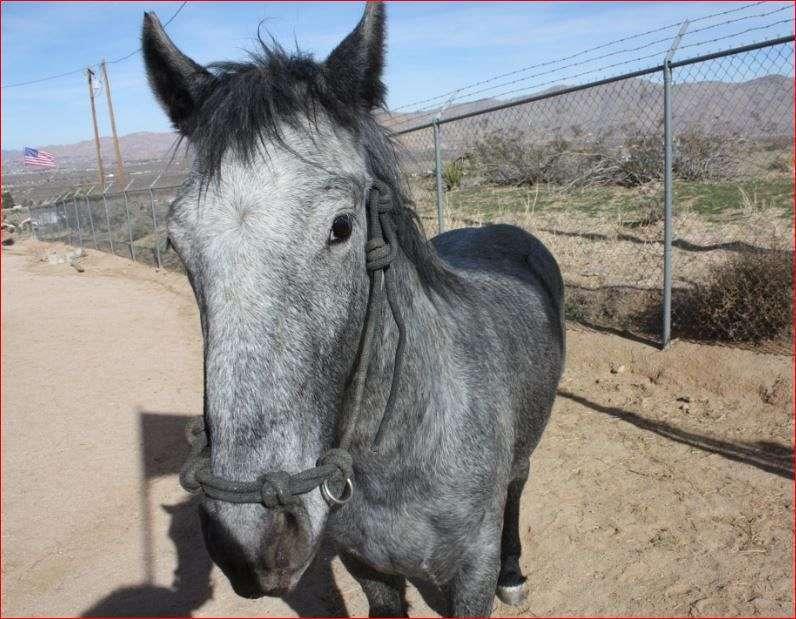 Enoch..Knabstrupper Leopard Appaloosa .Friesian Sport Horse Colt