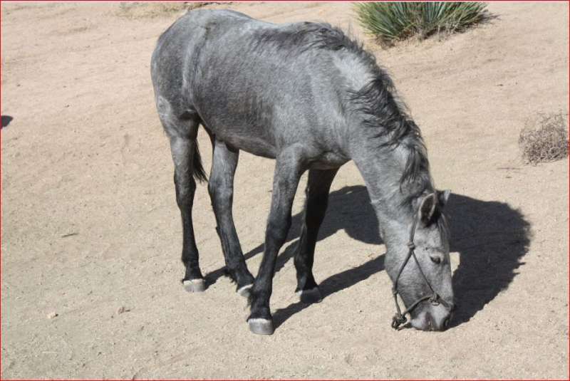 Enoch..Knabstrupper Leopard Appaloosa .Friesian Sport Horse Colt