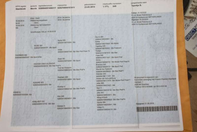 Enoch..Knabstrupper Leopard Appaloosa .Friesian Sport Horse Colt