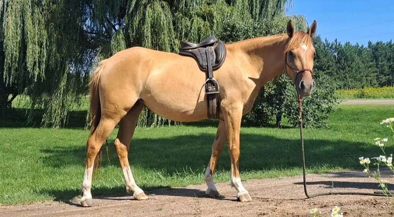 Prairie Rose, 4 yo BLM Mustang Mare