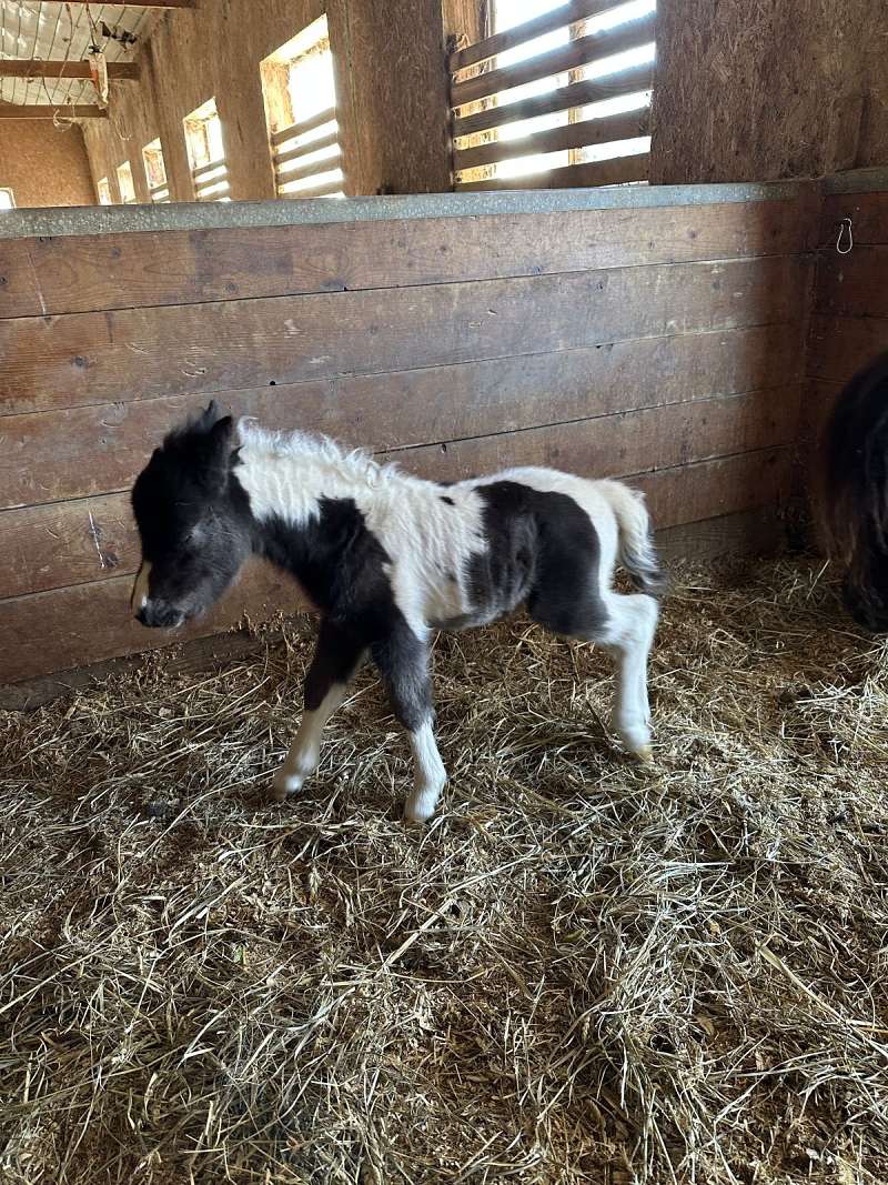 Tiny Miniature Horses for Sale