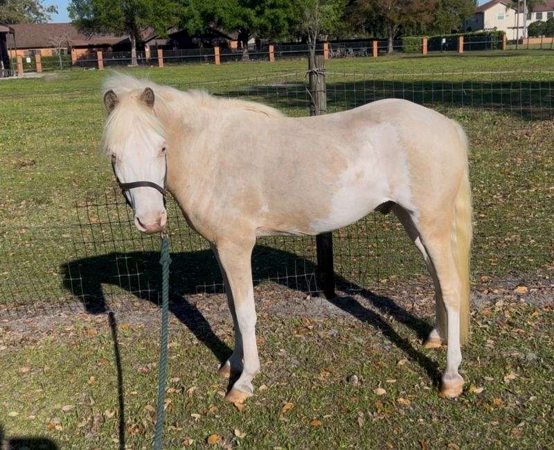 Registered Welsh Gelding