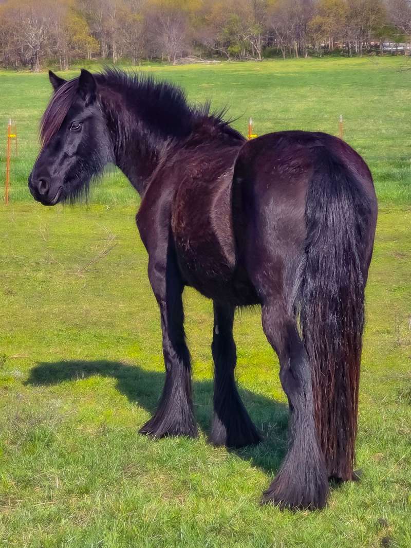 Fell Pony Mare- Stonedragon Red White and Bonnie Blue