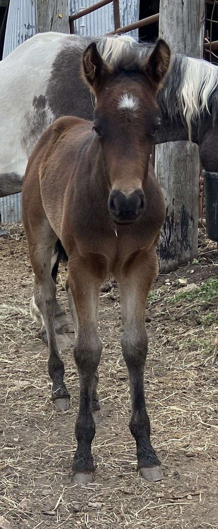 Bay Roan Colt With a World Class Pedigree & At a Budget Price.