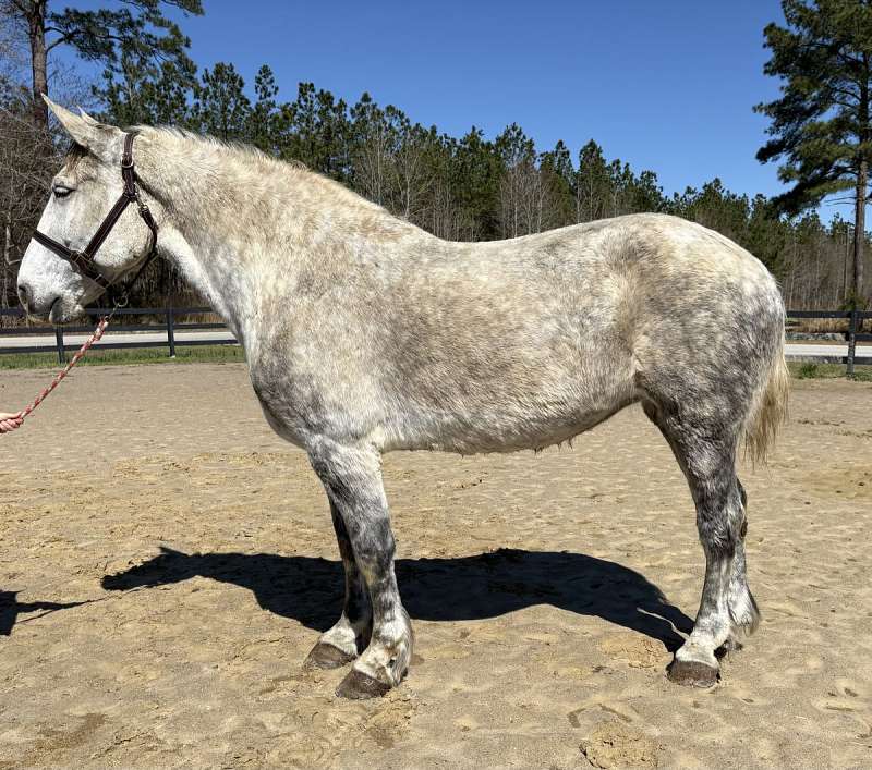 Registered Percheron Mare