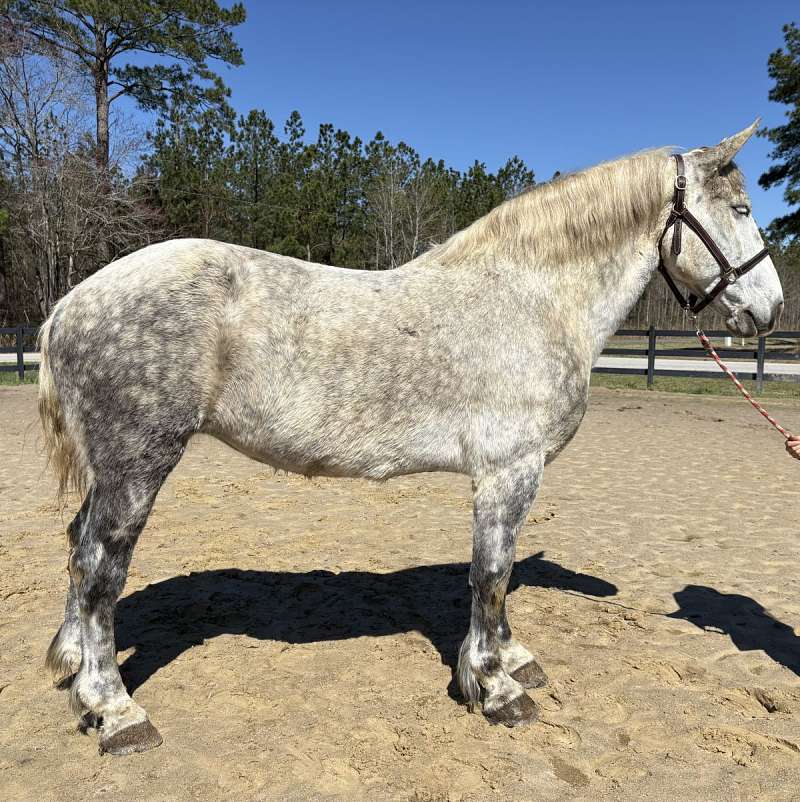 Registered Percheron Mare