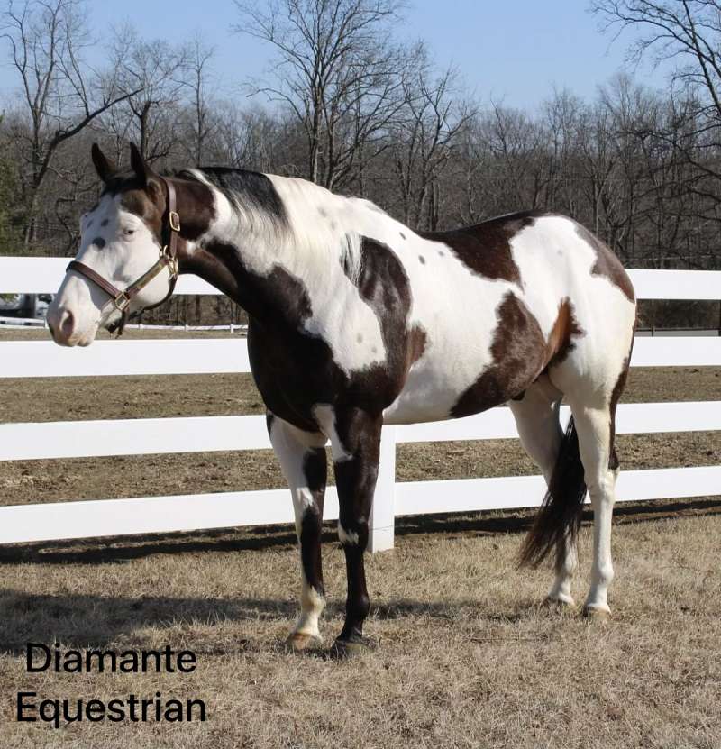 Double Registered Paint/Pinto Gelding Best Horse Money Can Buy