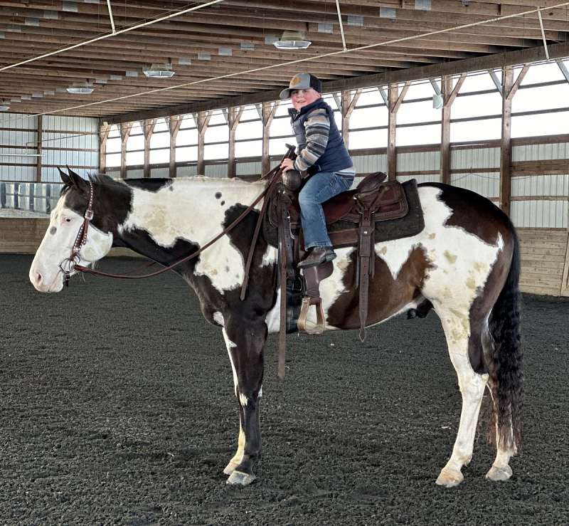 Double Registered Paint/Pinto Gelding Best Horse Money Can Buy