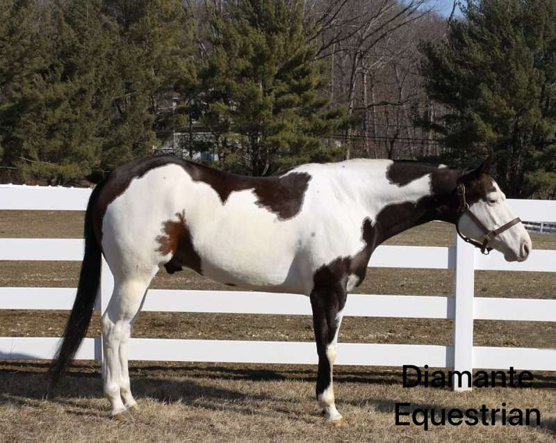 Double Registered Paint/Pinto Gelding Best Horse Money Can Buy