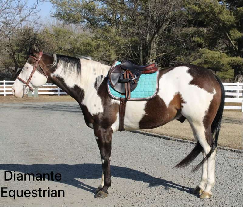 Double Registered Paint/Pinto Gelding Best Horse Money Can Buy