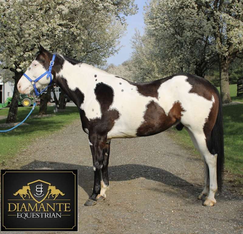 Double Registered Paint/Pinto Gelding Best Horse Money Can Buy