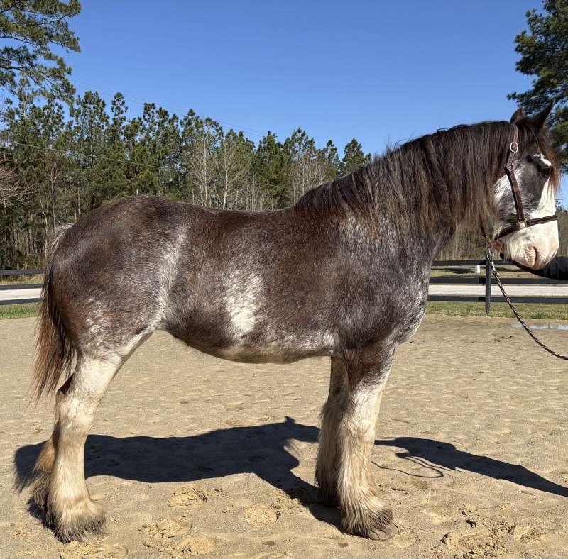 Pretty Clydesdale Mare