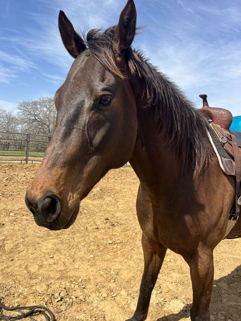 Bay Thoroughbred Gelding